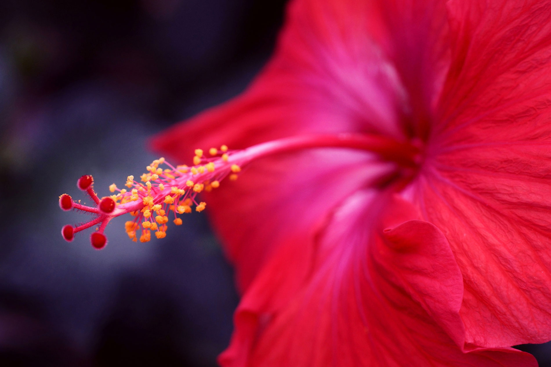 PREMIUM QUALITY FOLIAGE | SOUTH FLORIDA | EXOTIC BOTANICALS